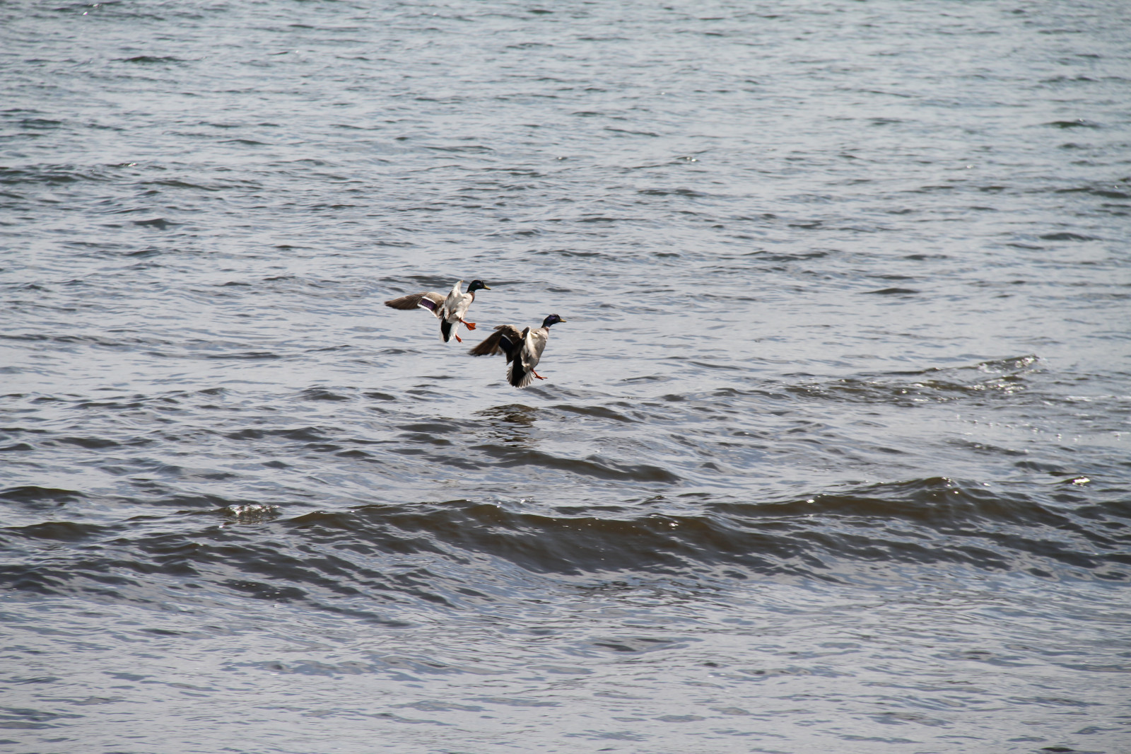 Beach Waves Background Animals