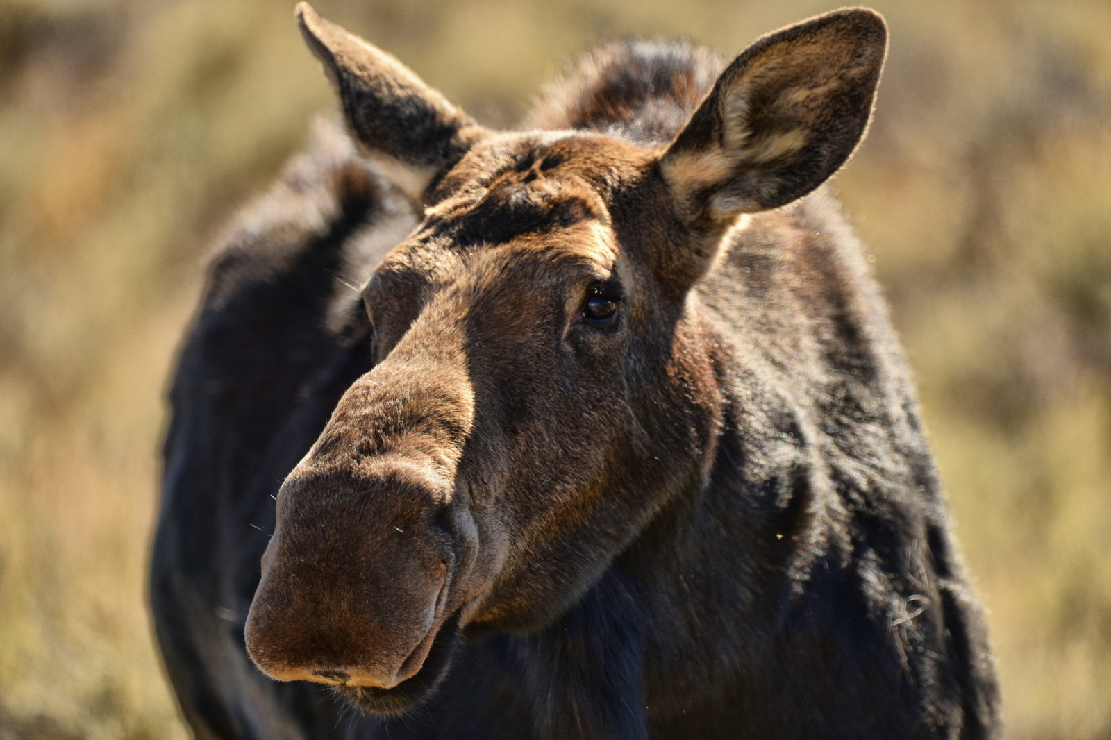 Tapety : Příroda, Volně žijících živočichů, los, uši, osel, zvíře ...