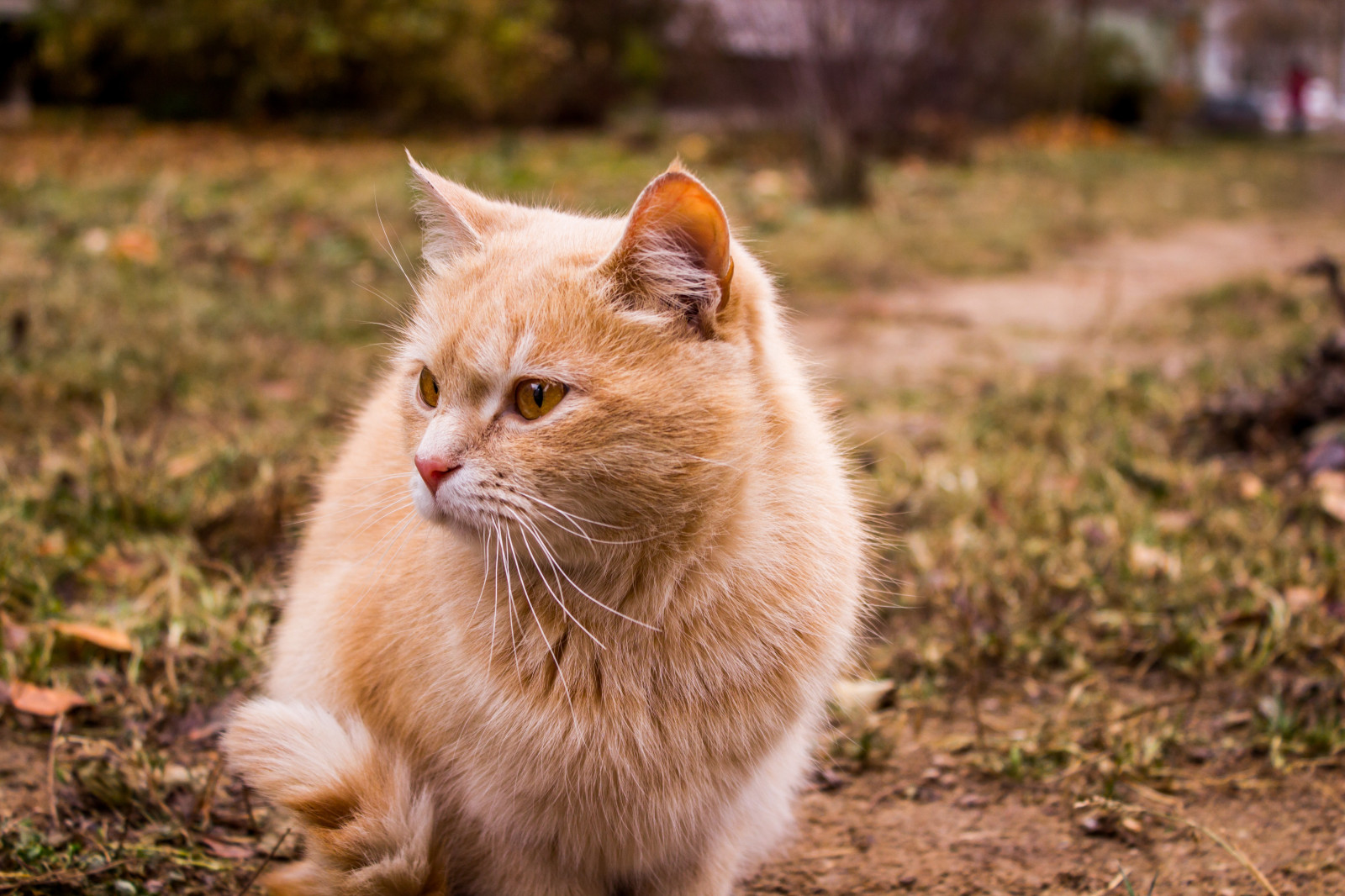 Wallpaper : 5184x3456 px, animals, cat, Russia 5184x3456 - goodfon ...