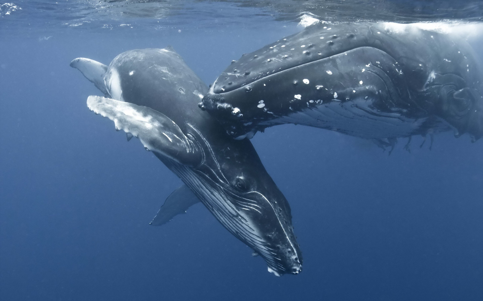 Baggrunde : Pukkelhval, biologi, pattedyr, 2560x1600 px, hvirveldyr ...