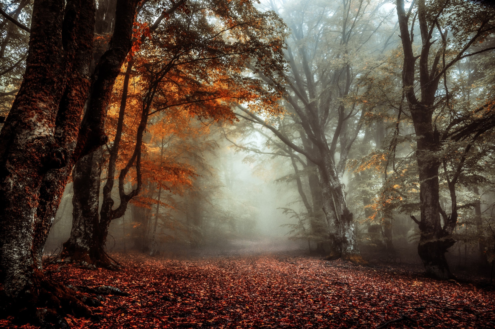 Tapety : podzim, listy, stromy, mlha, venku 2560x1707 - WallpaperManiac ...