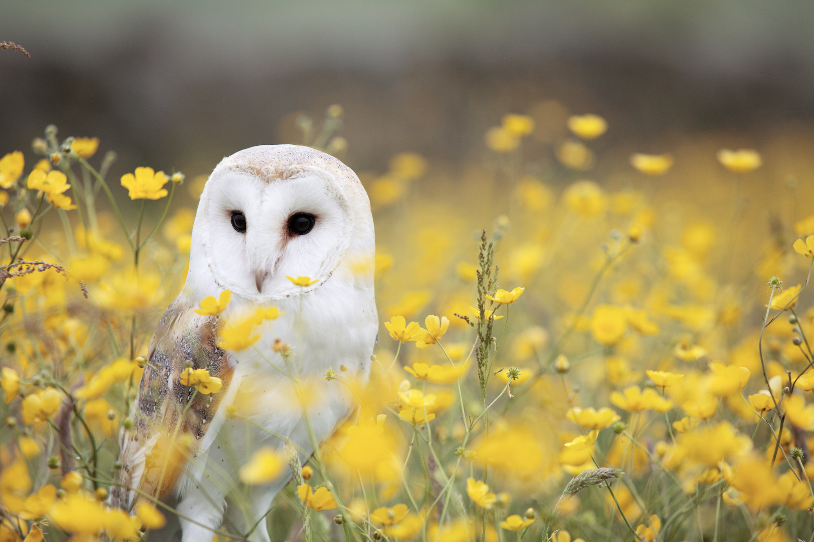 Wallpaper : owl, Barn Owl, bird, predator 5760x3840 - wallpaperUp ...