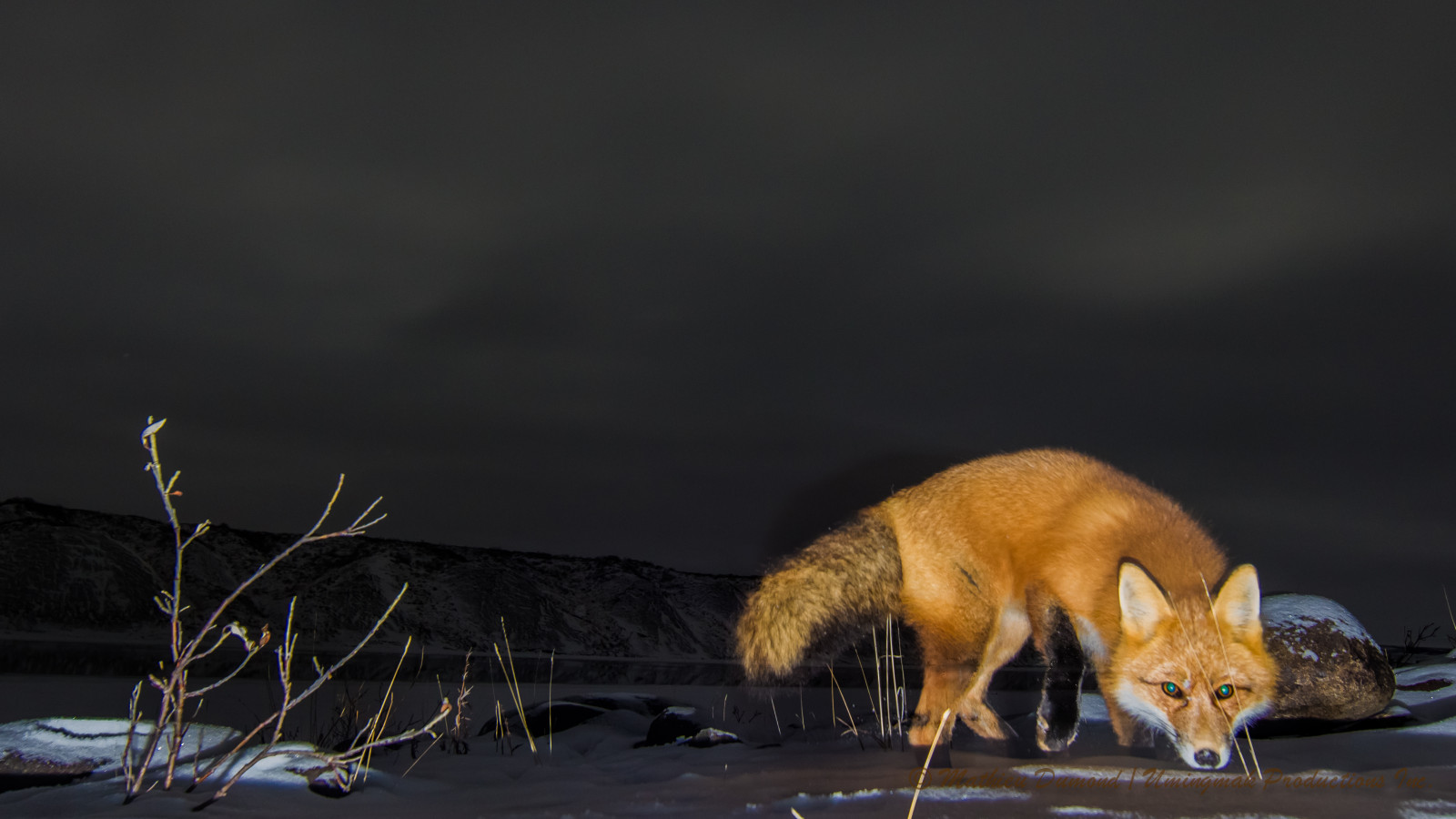 Wallpaper : red fox, wildlife, fauna, dog like mammal, snout, tail ...