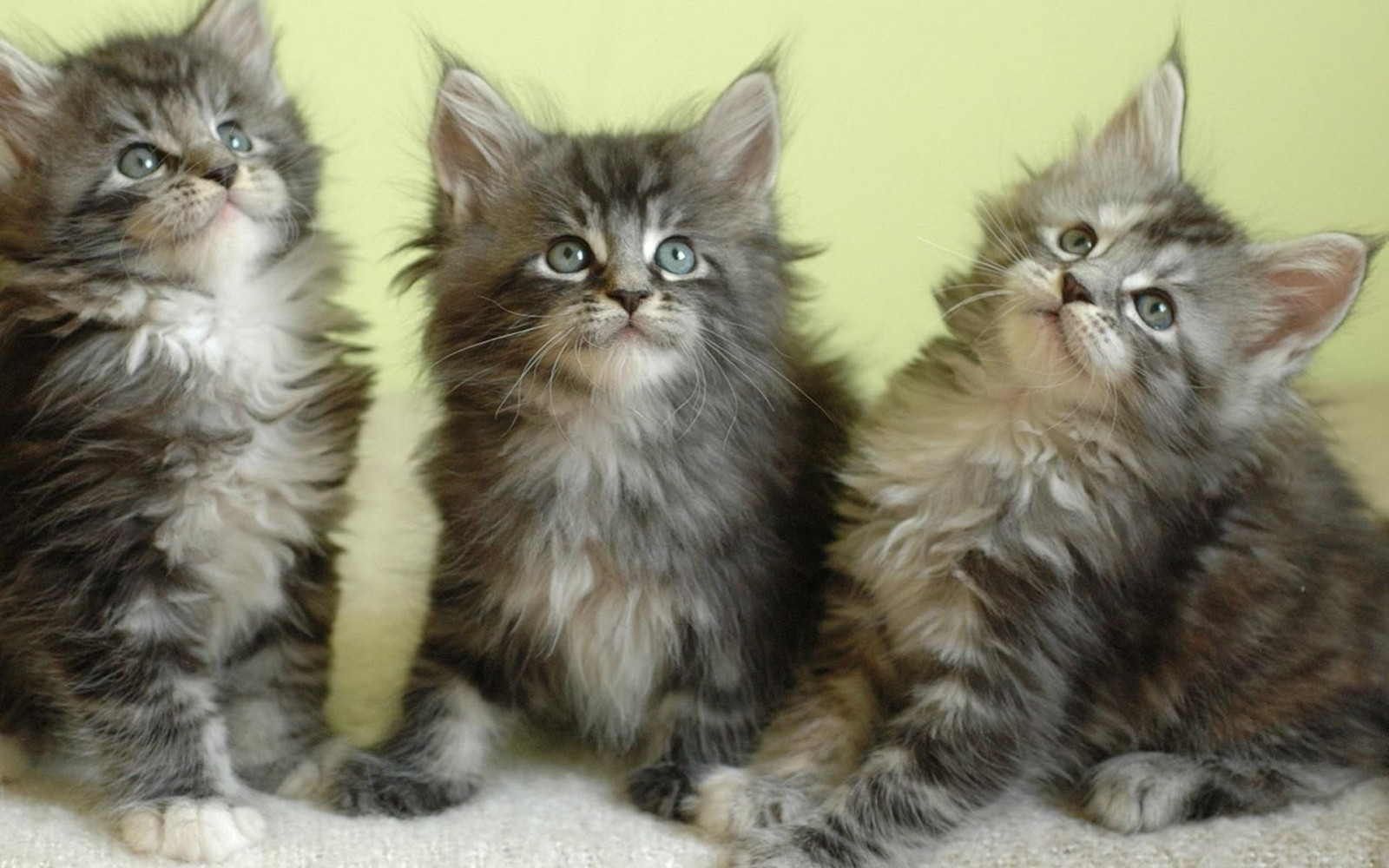 Bakgrundsbilder : 1920x1200 px, bebis, katt, katter, söt, kattunge ...