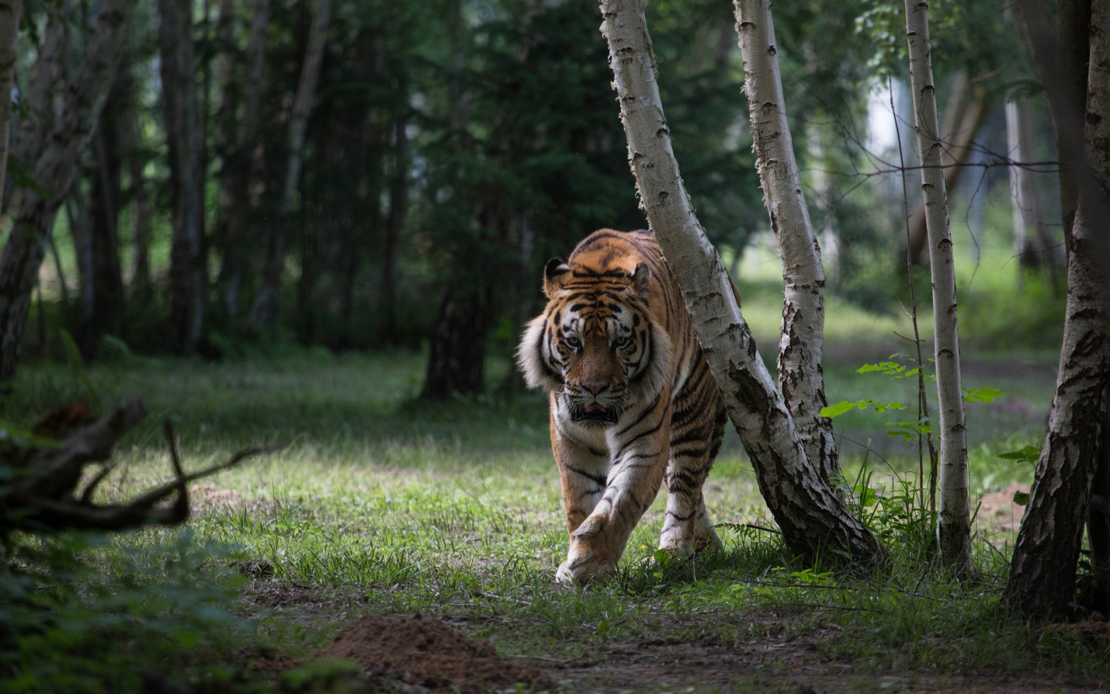 Bakgrundsbilder : 1920x1200 px, tiger, tigrar, träd 1920x1200 ...