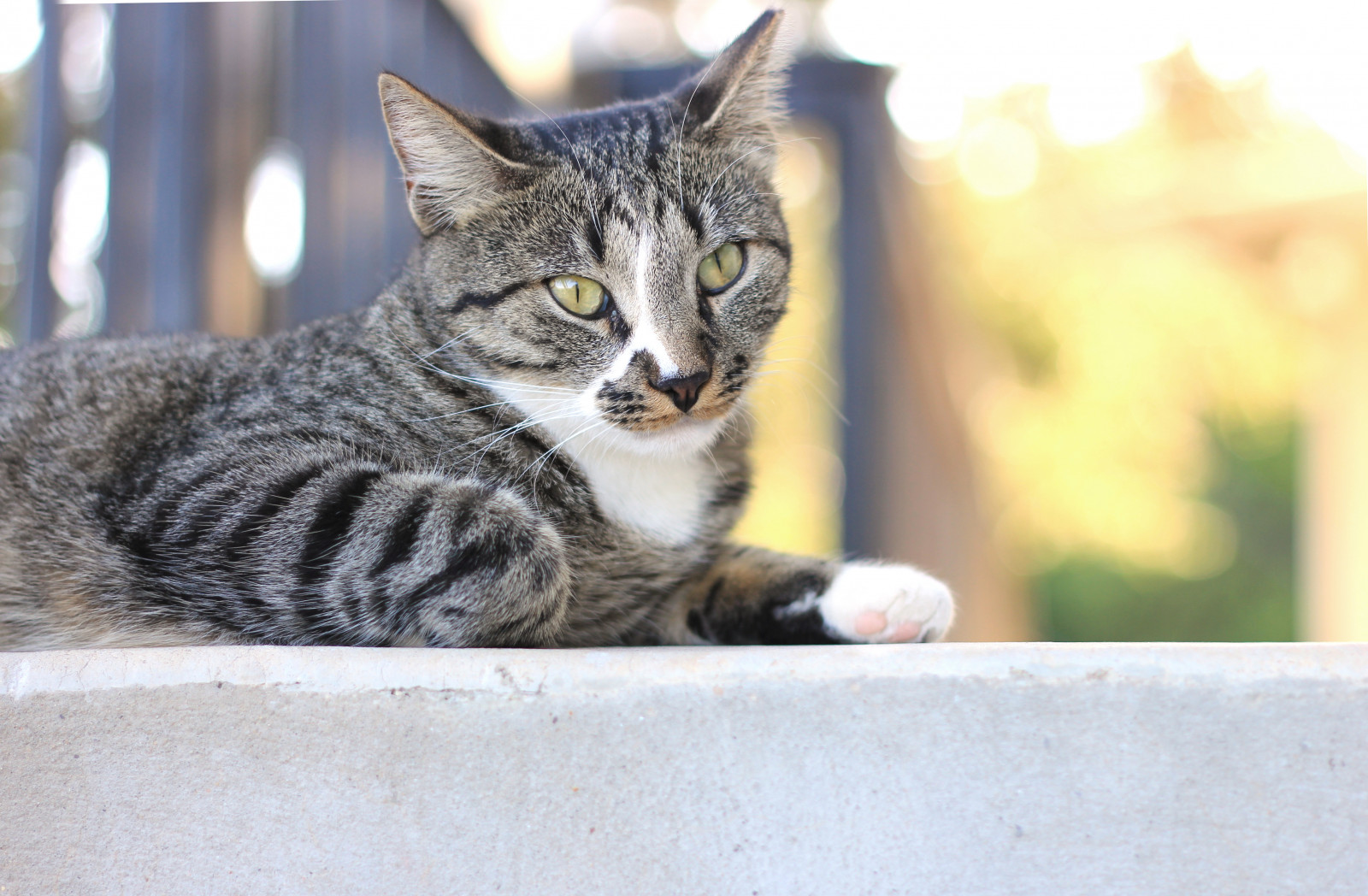 Wallpaper : cats, cat, eyes, kitten, Kat, chat, killing, sleep, kittens ...