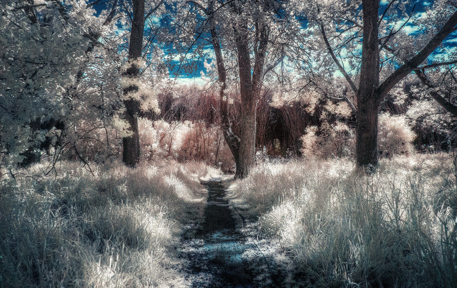 Wallpaper : sunlight, landscape, forest, nature, sky, snow, winter ...