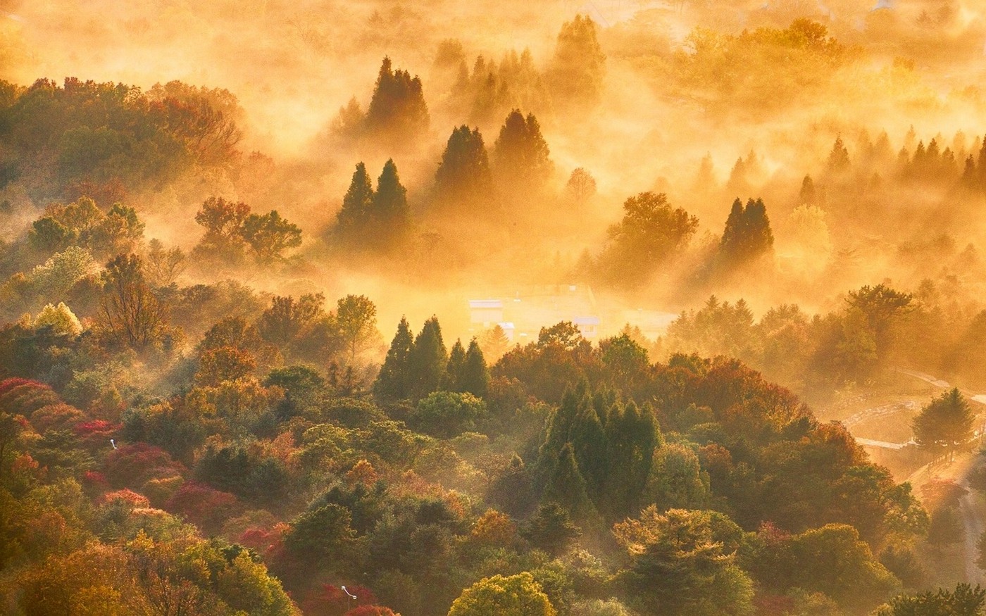 Fondos De Pantalla Luz De Sol Árboles Paisaje Vistoso Bosque