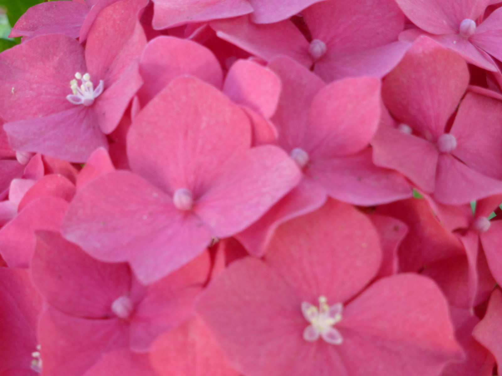 Wallpaper : hydrangea, pink 4896x3672 - - 941904 - HD Wallpapers - WallHere