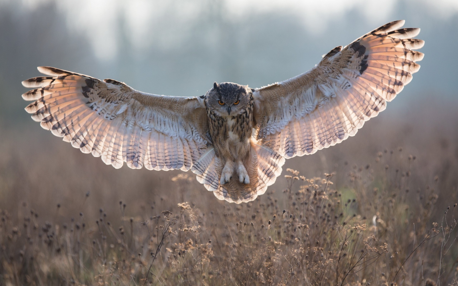 Wallpaper : owl, grass, flying, wings, flap 2560x1600 - wallup ...