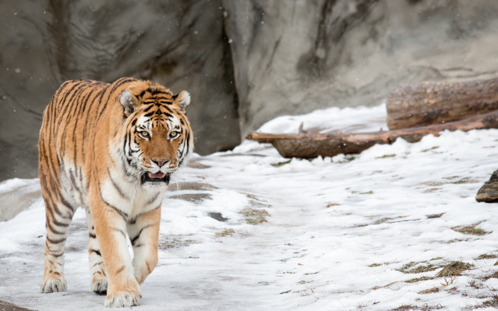 Wallpaper : animals, nature, snow, winter, tiger, wildlife, big cats ...