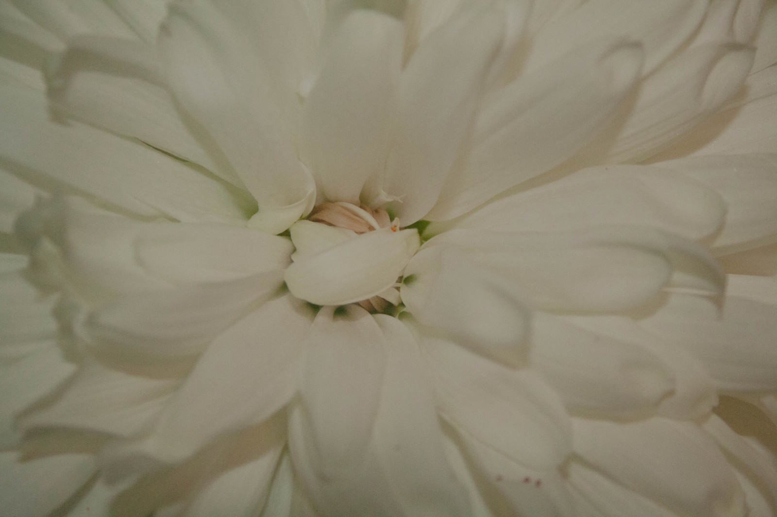 Wallpaper : flowers, white, flower, nature, petals, spring 3456x2304 ...