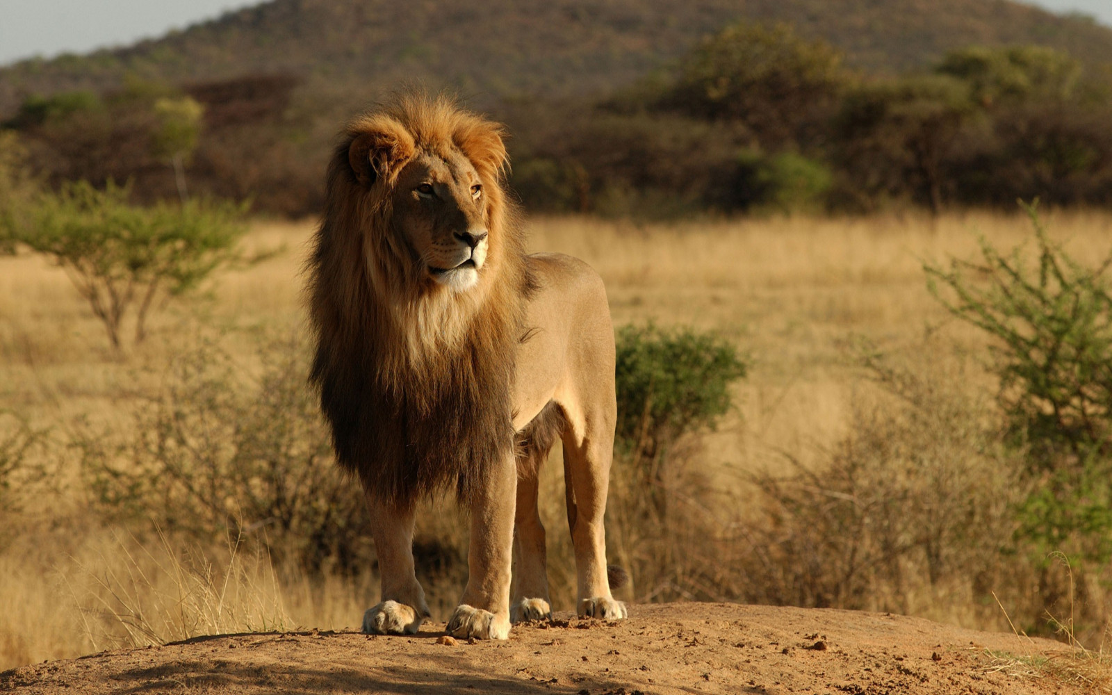 Wallpaper : animals, lion, wildlife, big cats, wilderness, grassland ...