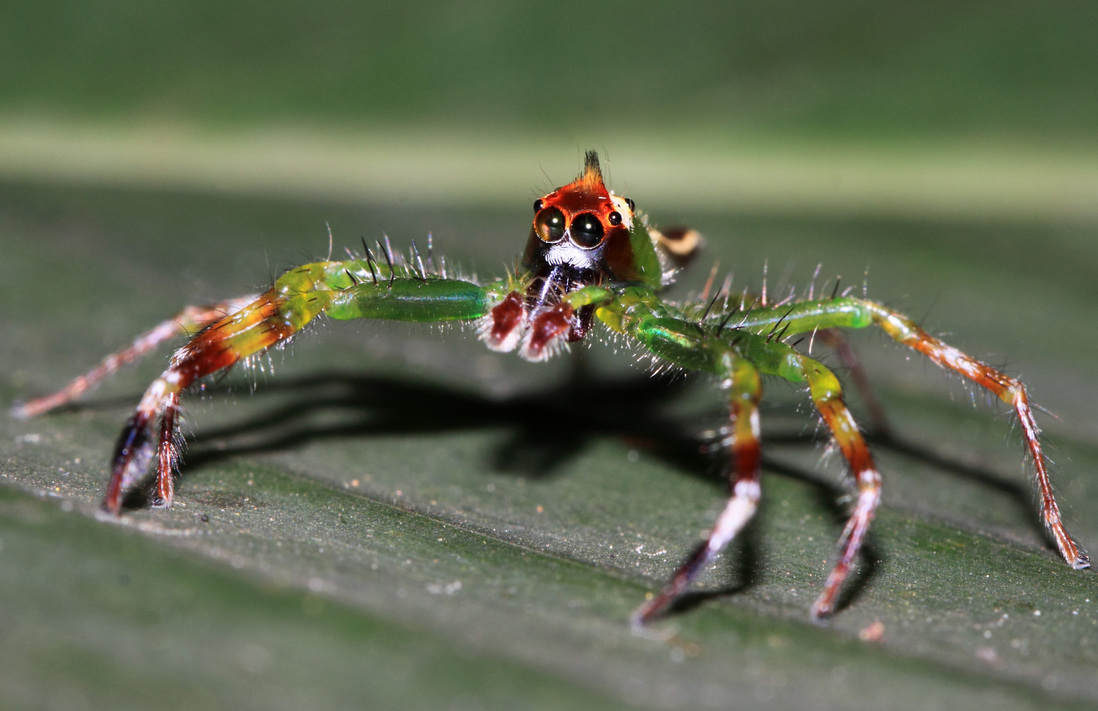 Wallpaper : animals, Epeus, spider 3744x2426 - hamouza105 - 1160360 ...
