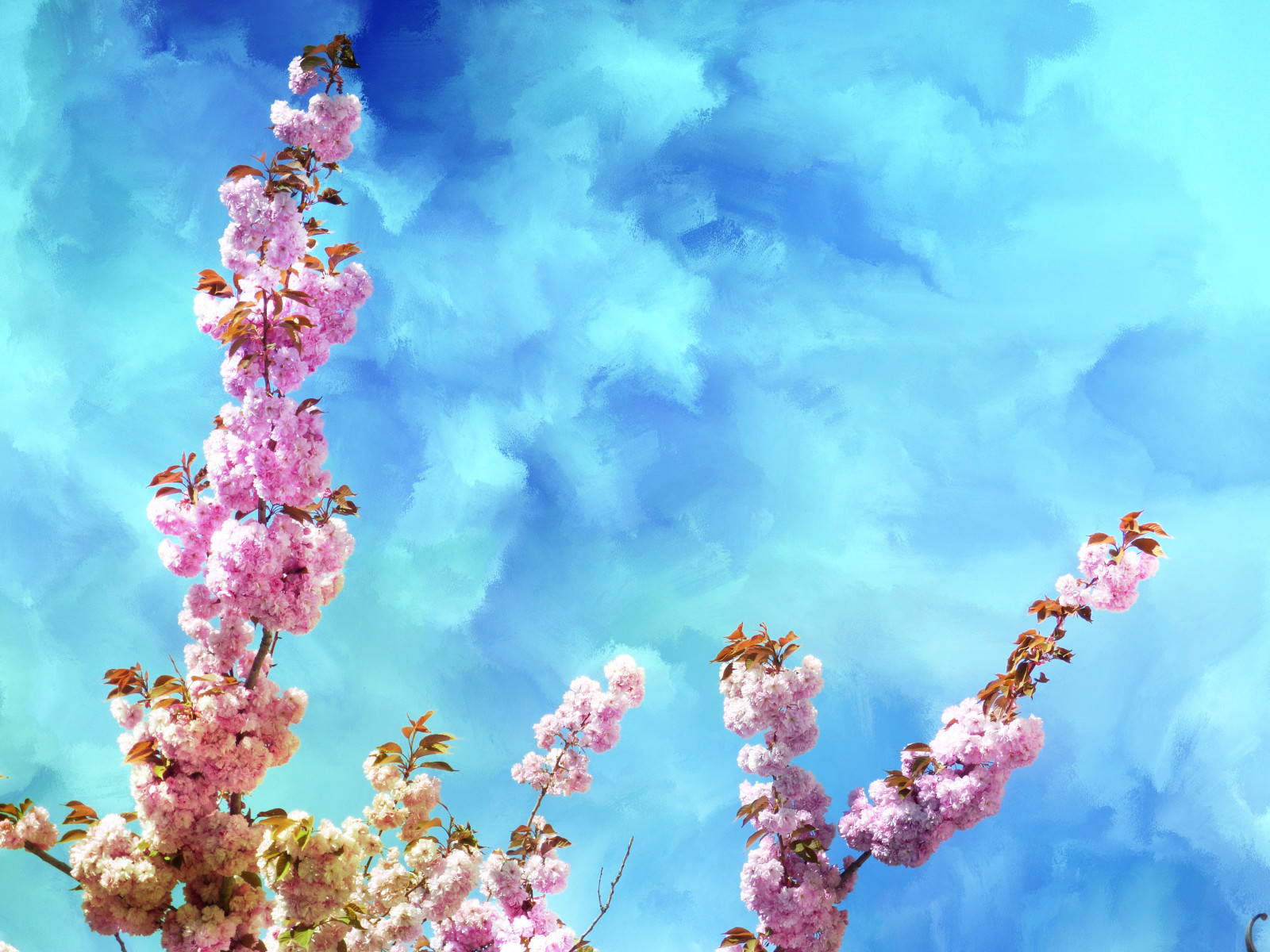 Sfondi : cielo, rosa, fiorire, primavera, petalo, ramo, sfondo del ...