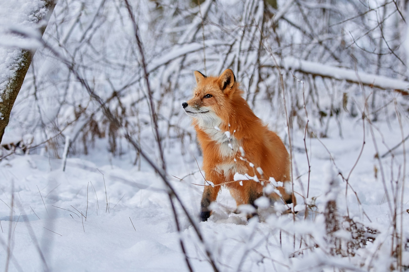 Sfondi : inverno, la neve, Volpe, animali, mammiferi 1920x1280 ...
