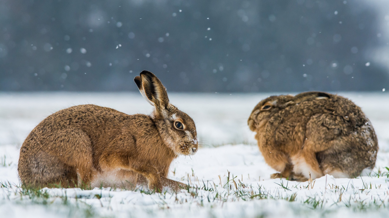 デスクトップ壁紙 : 雪, 冬, 野生動物, ウィスカー, 野ウサギ, 動物相, 哺乳類, 2560x1440 px, 脊椎動物, ウサギ ...