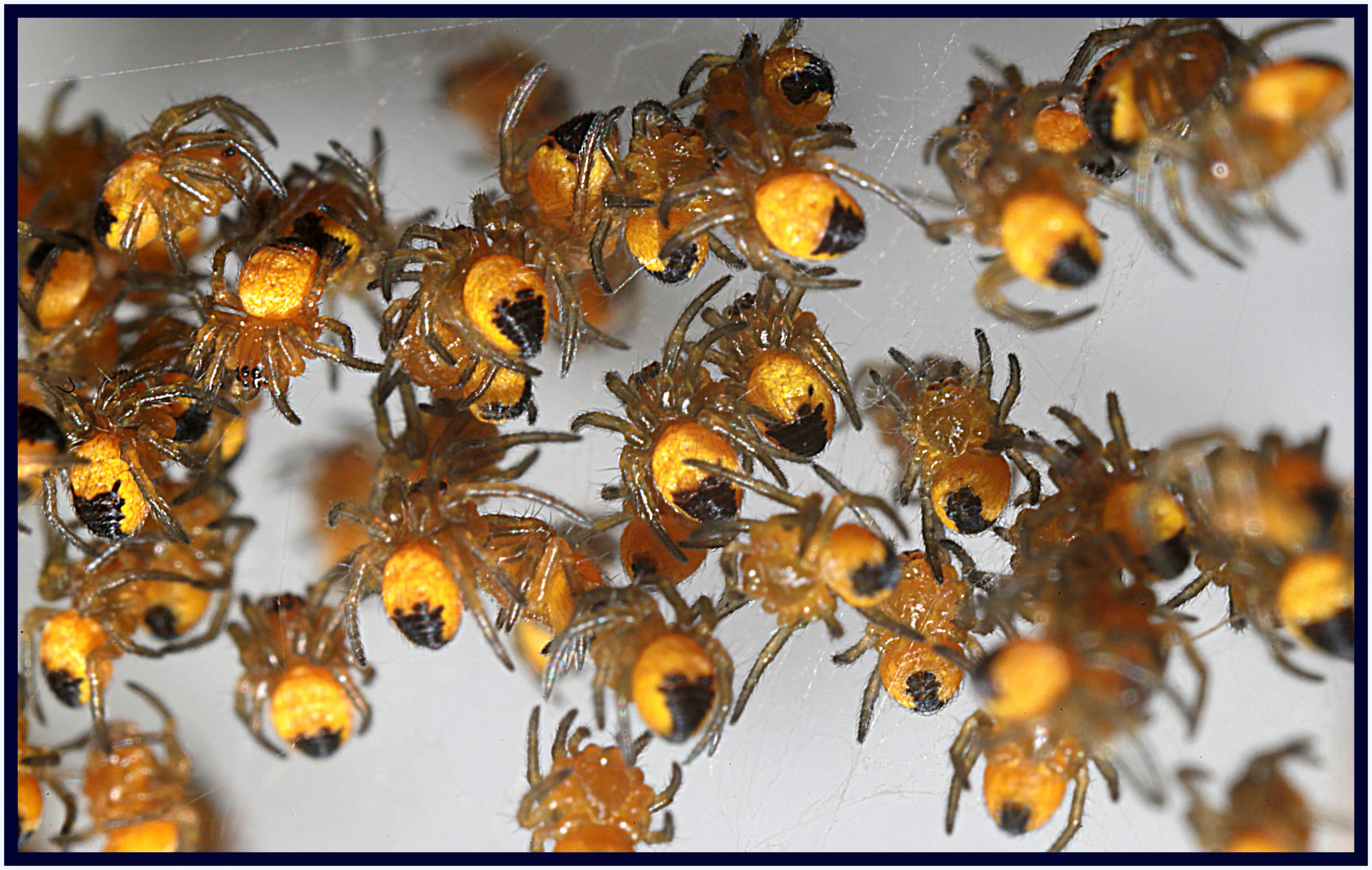 Masaüstü : omurgasız, bal arısı, Zar kanatlı böcek, Zararlı, eklem ...