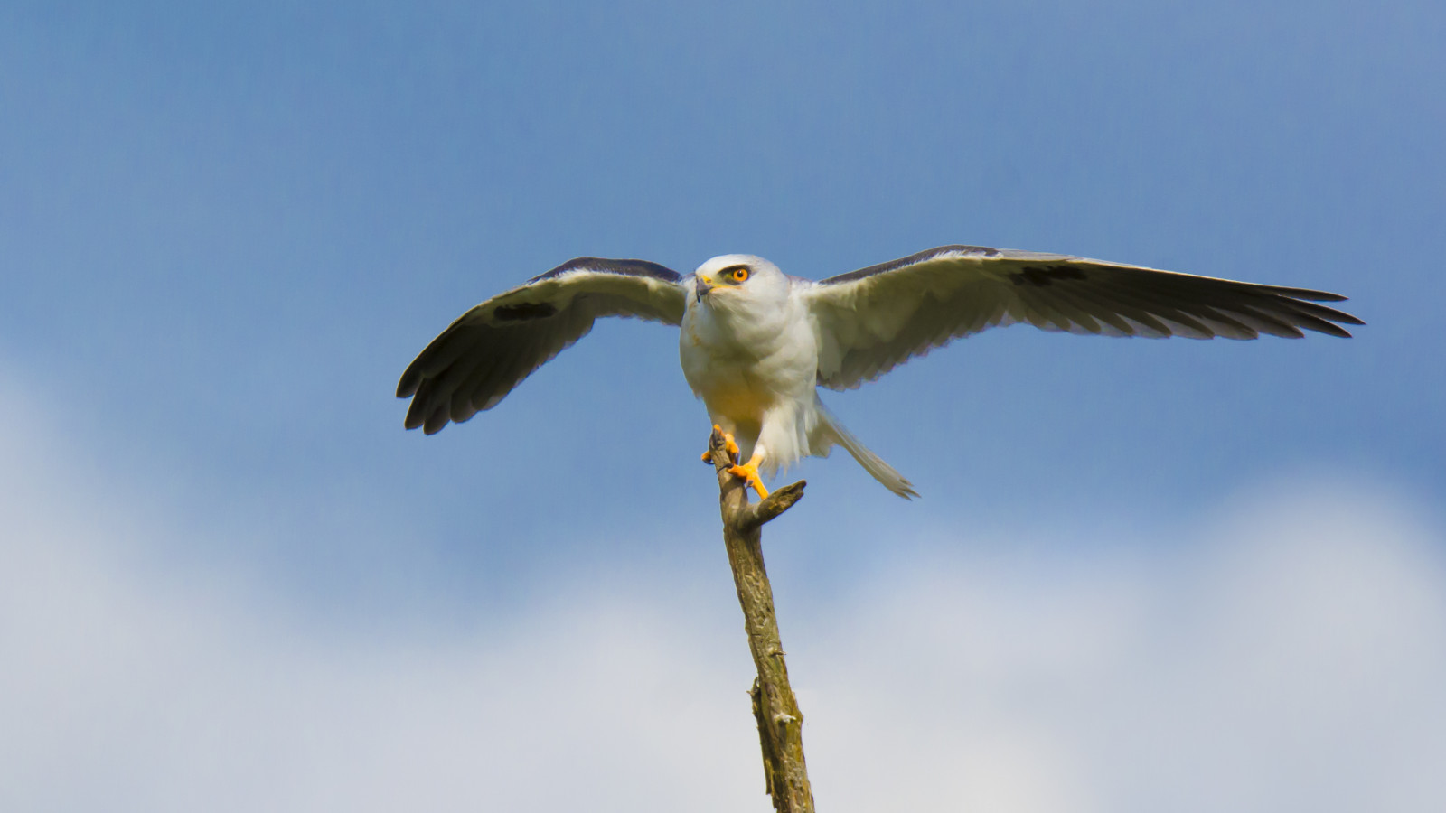 Wallpaper : wild, nature, white, clouds, tailed, kite, hawk, perch, red ...