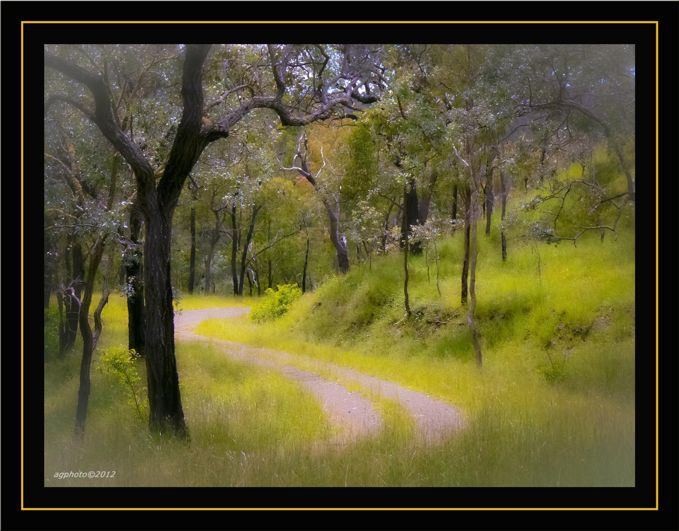 Wallpaper : road, trees, tree, green, grass, forest, Photoshop, lumix ...