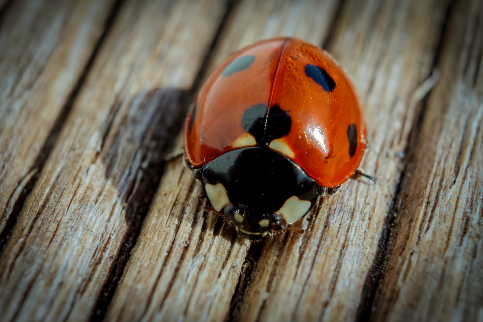 Achtergronden : natuur, macro, insect, Canon, structuur, Kever ...