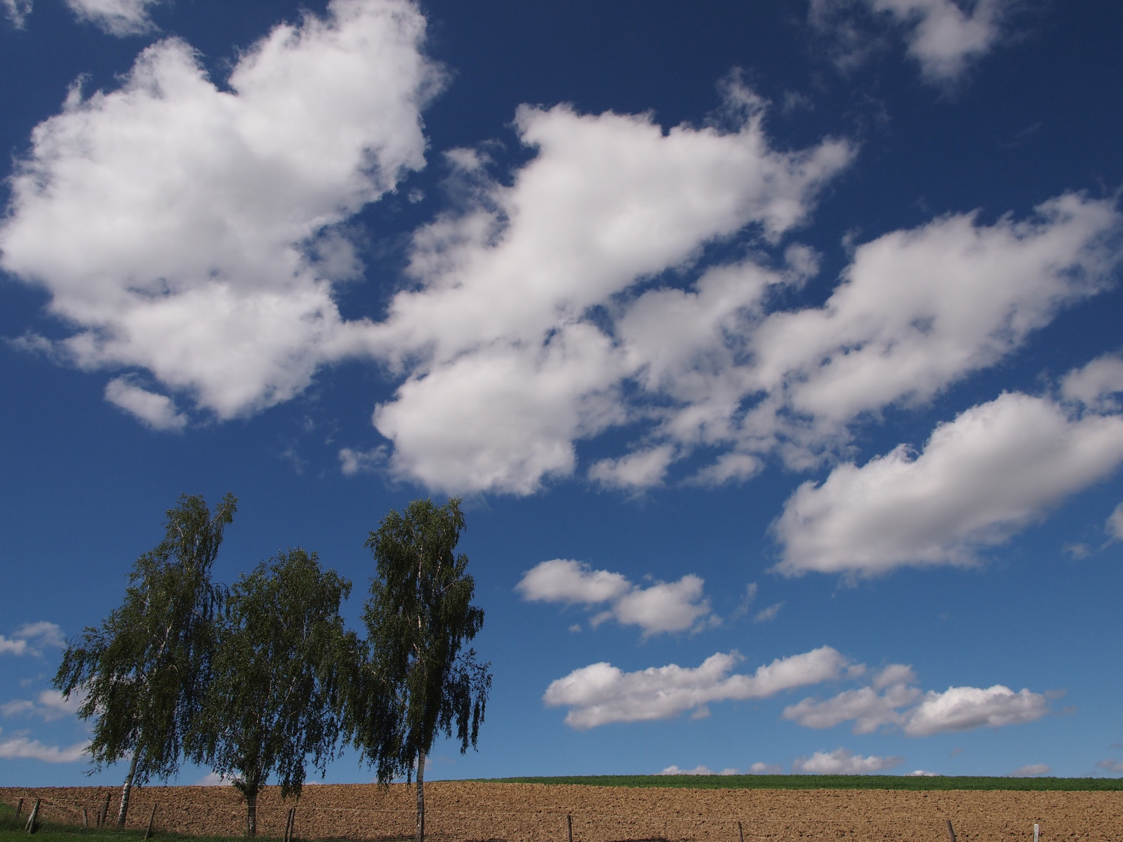Tapety : nebe, mrak, pole, během dne, kupa, lučina, ekosystém, strom ...