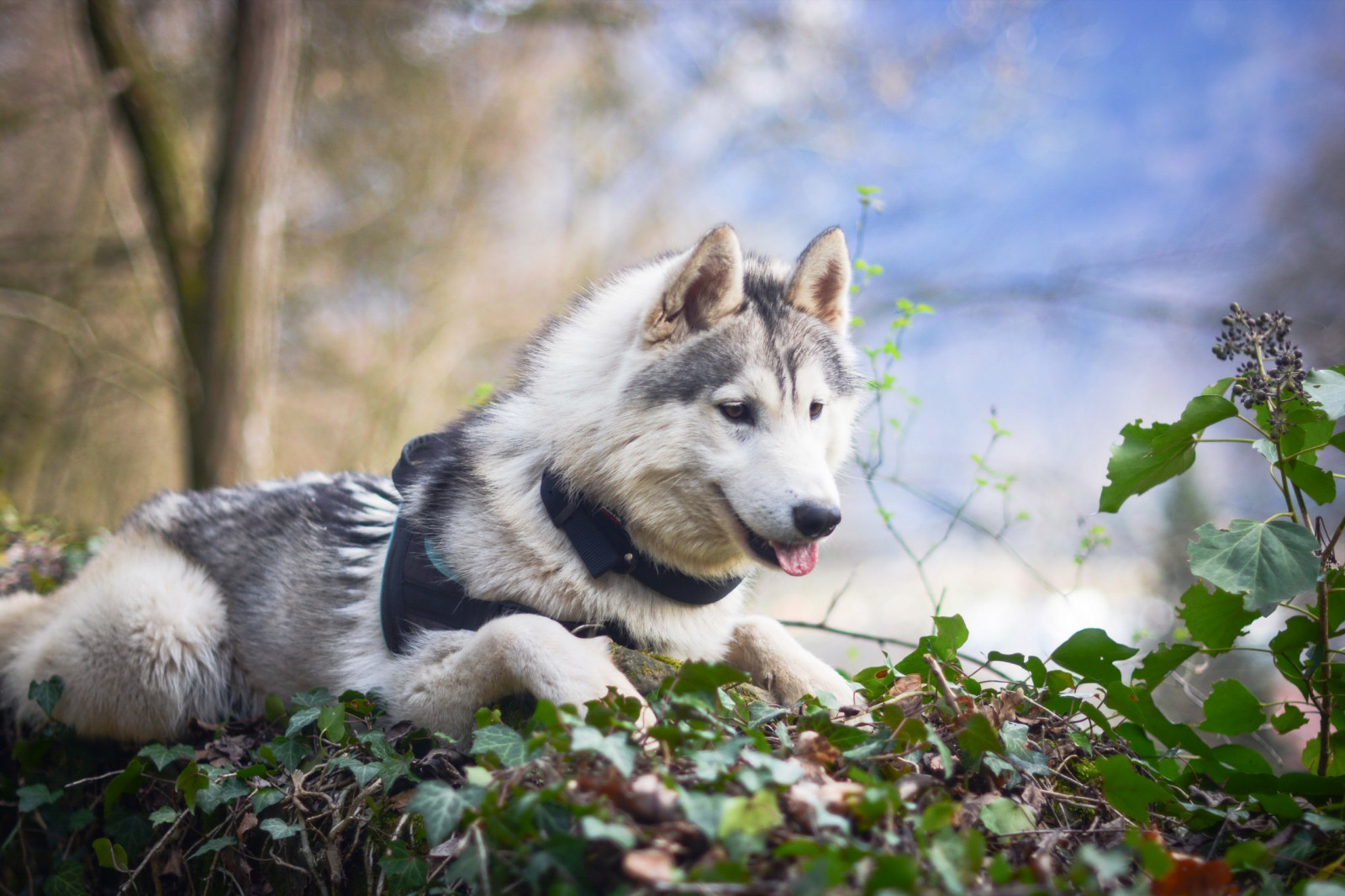 Wallpaper : nature, dog, animals 2560x1707 - WallpaperManiac - 1239863 ...