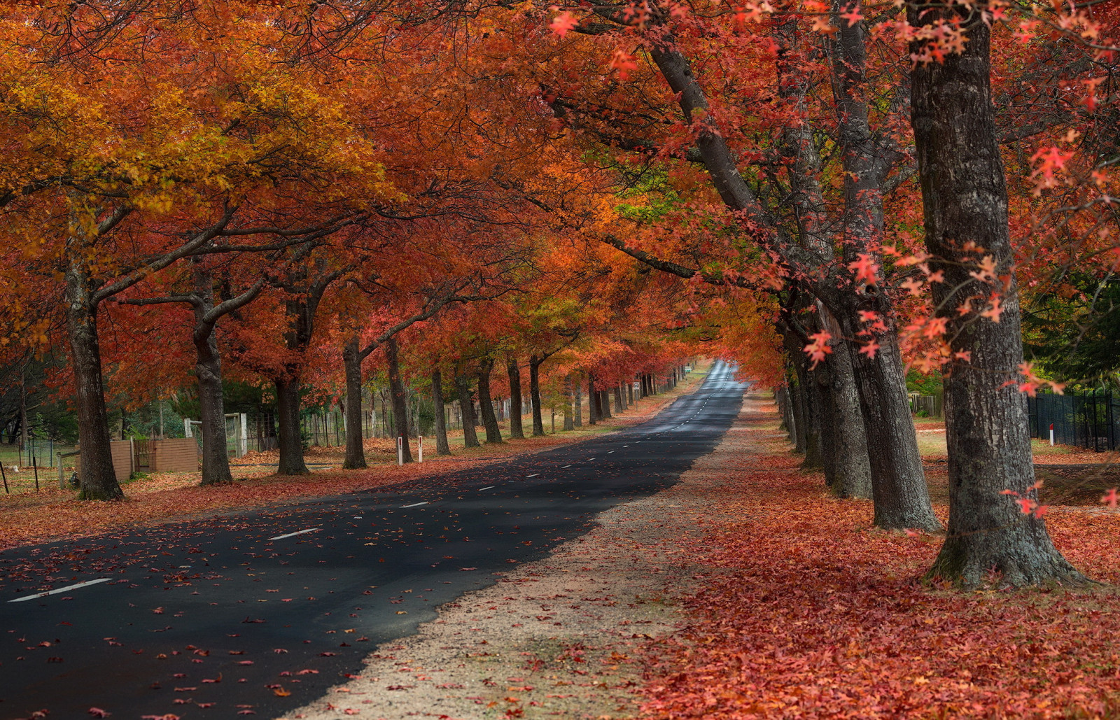 Wallpaper : fall, road, leaves, trees 2042x1314 - WallpaperManiac ...