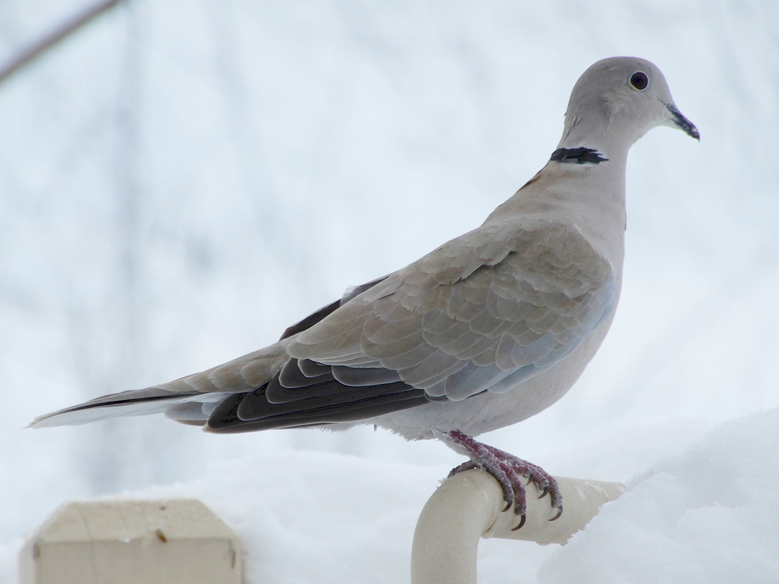 Sfondi : la neve, inverno, freddo, sedia, colomba, becco, cortile ...