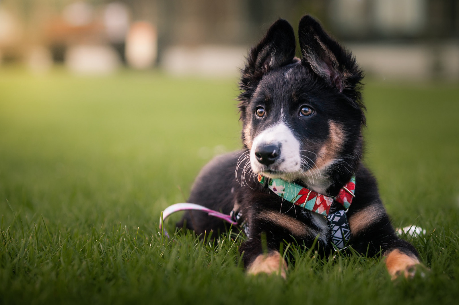 Wallpaper : outdoors, dog, animals, mammals 2048x1365 - WallpaperManiac ...