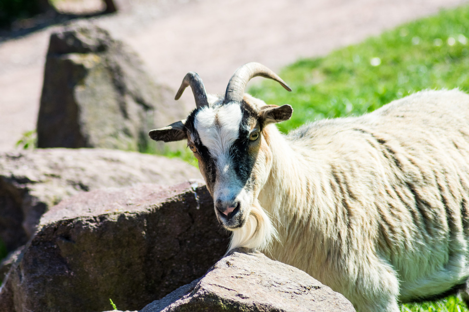 Hình nền : con dê, Chim 6000x4000 - joza - 1339267 - Hình nền đẹp hd ...