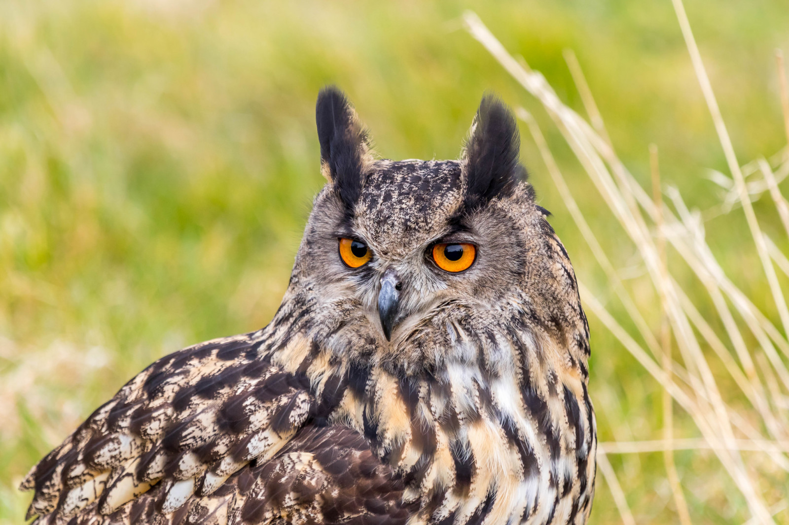 Wallpaper : nature, animals, birds 2048x1365 - WallpaperManiac ...