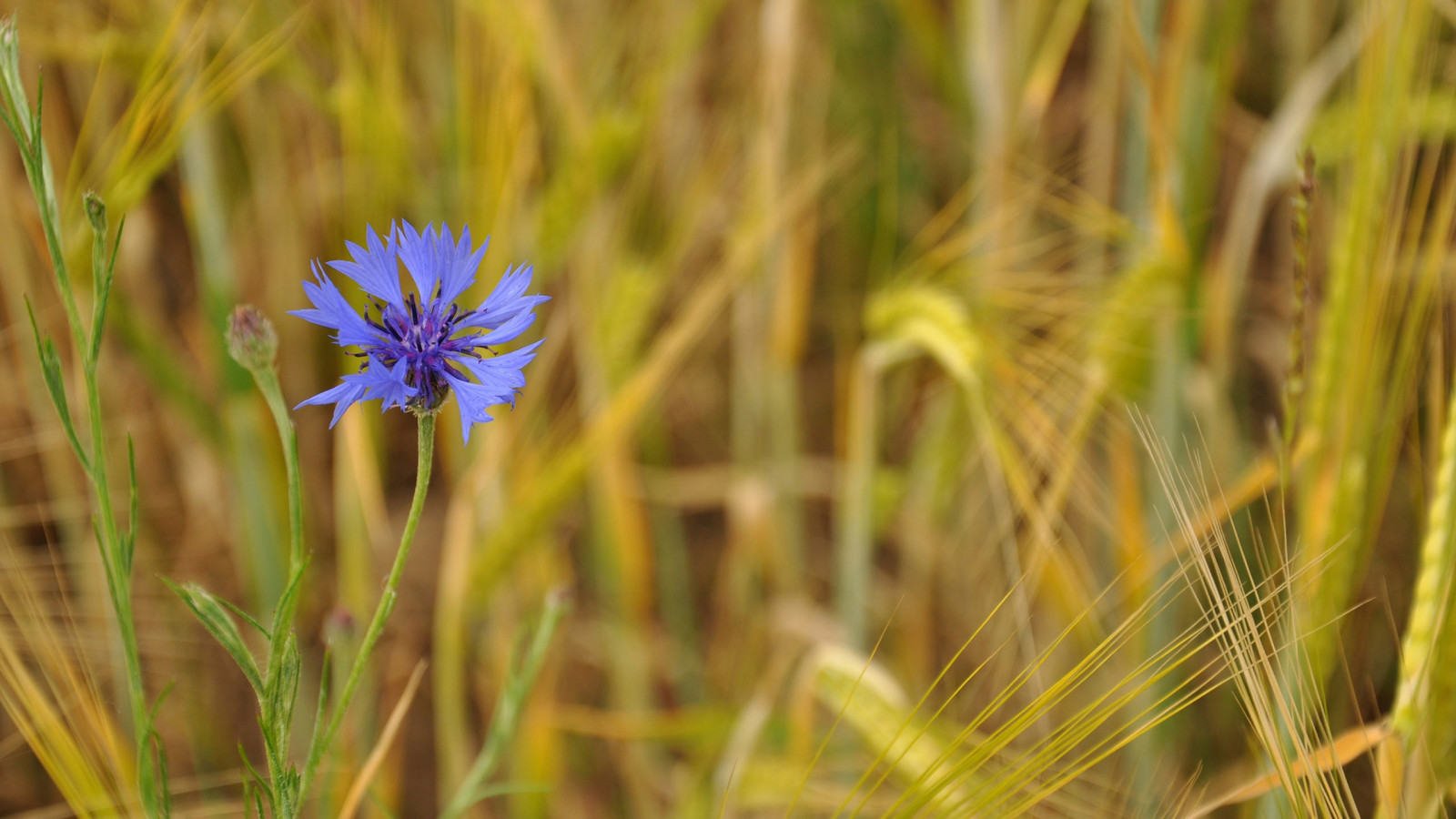 Achtergronden : zonlicht, eten, bloemen, natuur, veld-, bloem, grasland ...