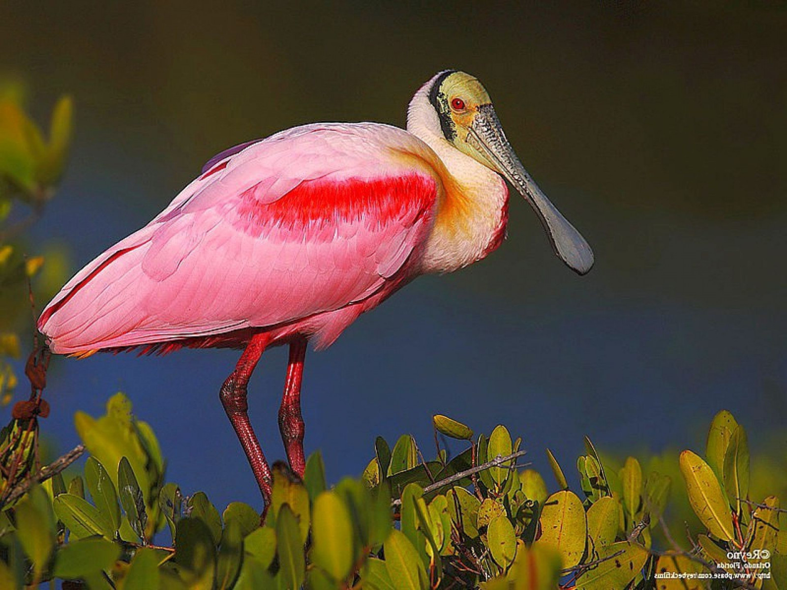 Wallpaper : leaves, birds, wildlife, beak, ibis, flower, bird, wing ...