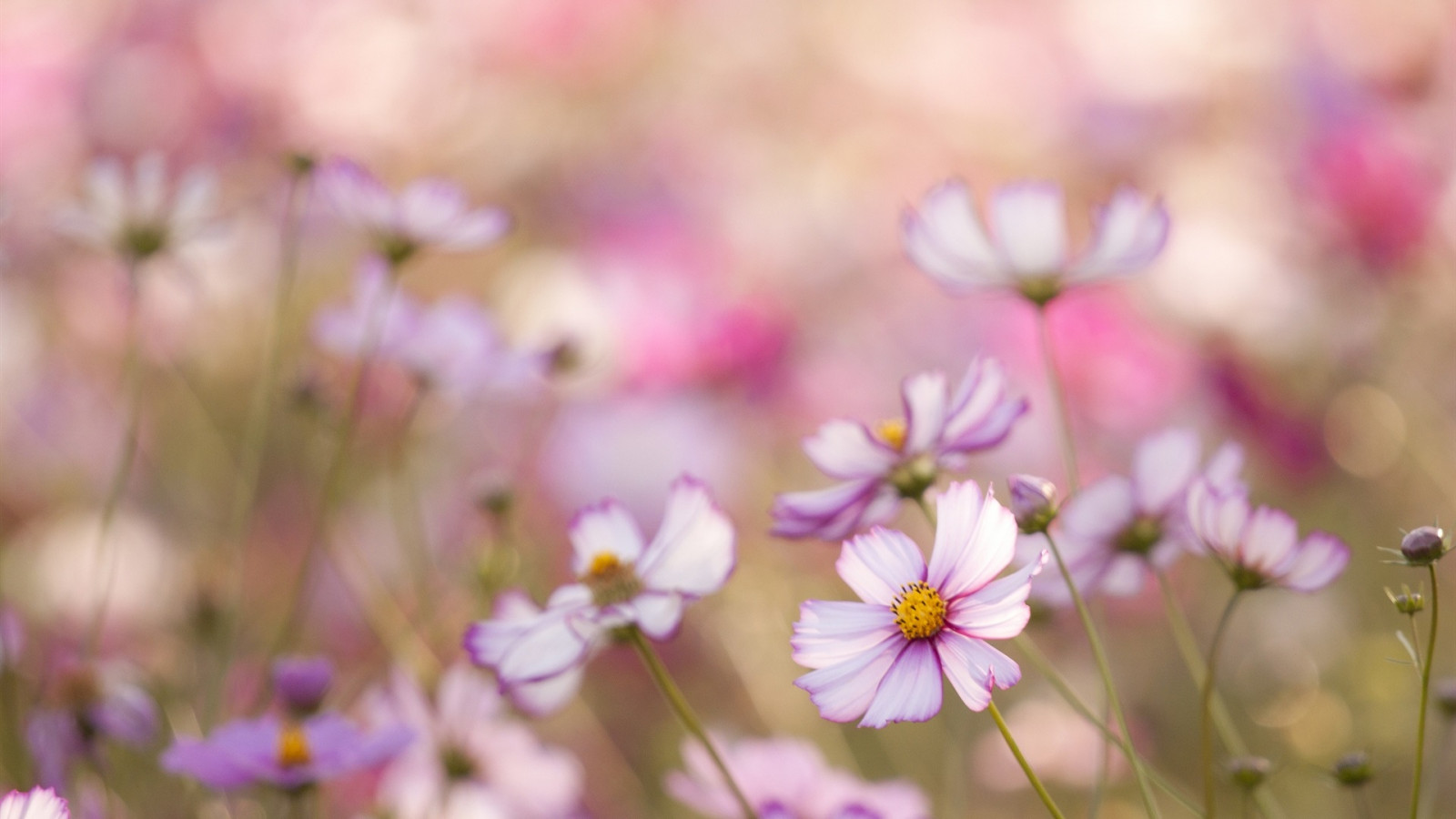 Wallpaper : bunga-bunga, alam, tanaman, fotografi 1920x1080 - HacKetT ...