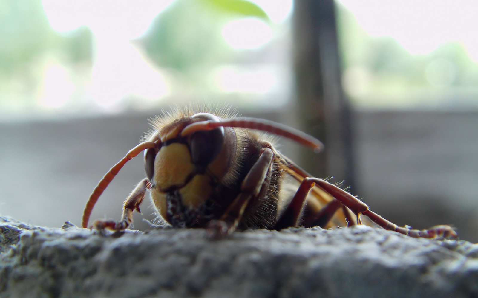 Sfondi : macro, insetto, api, vespe, animali 1920x1200 - Fetchens ...