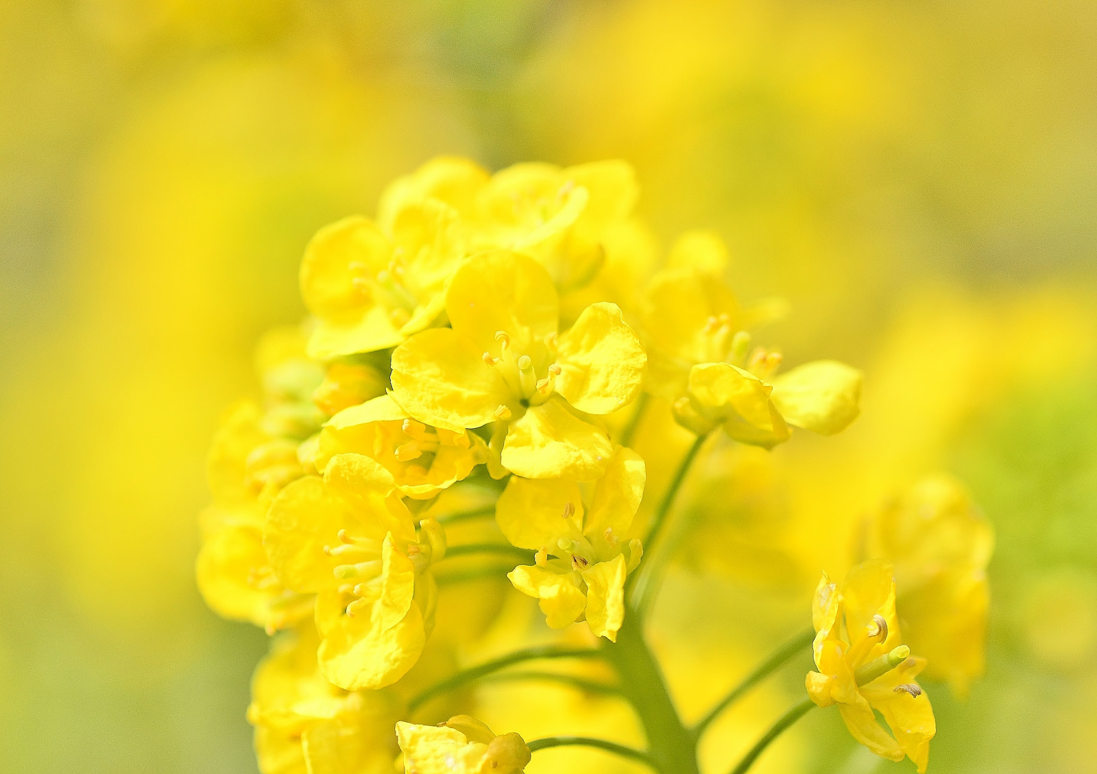 Bakgrundsbilder : japan, mat, trädgård, fotografi, gul, Nikon, pollen ...