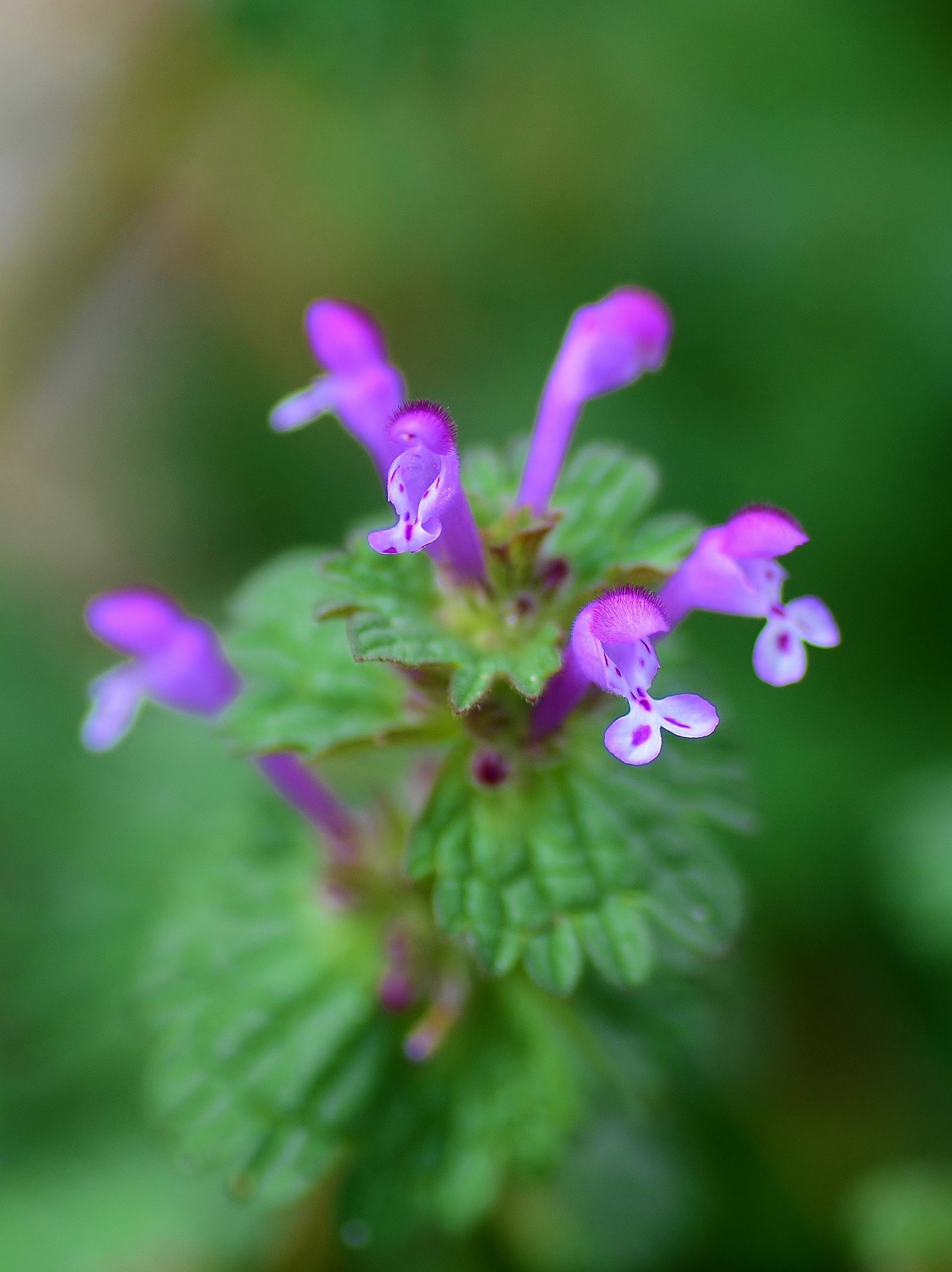 Wallpaper : Japan, garden, nature, green, spring, herb, flower, flora ...