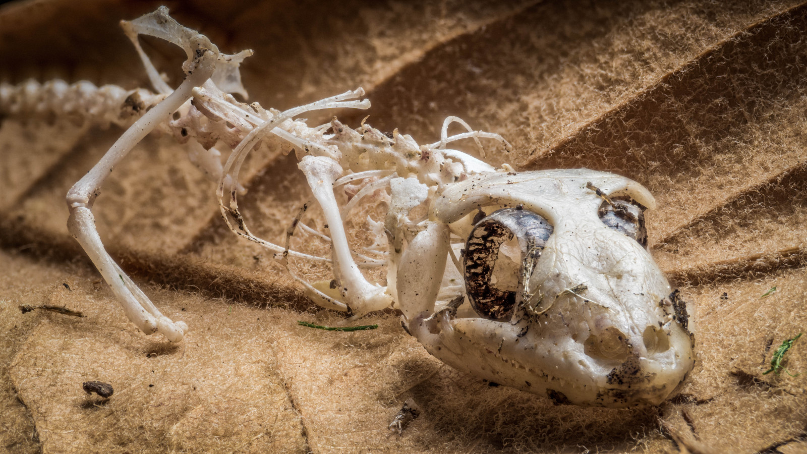 Wallpaper : nature, animal, lizard, reptile, gecko, dead, skeleton ...