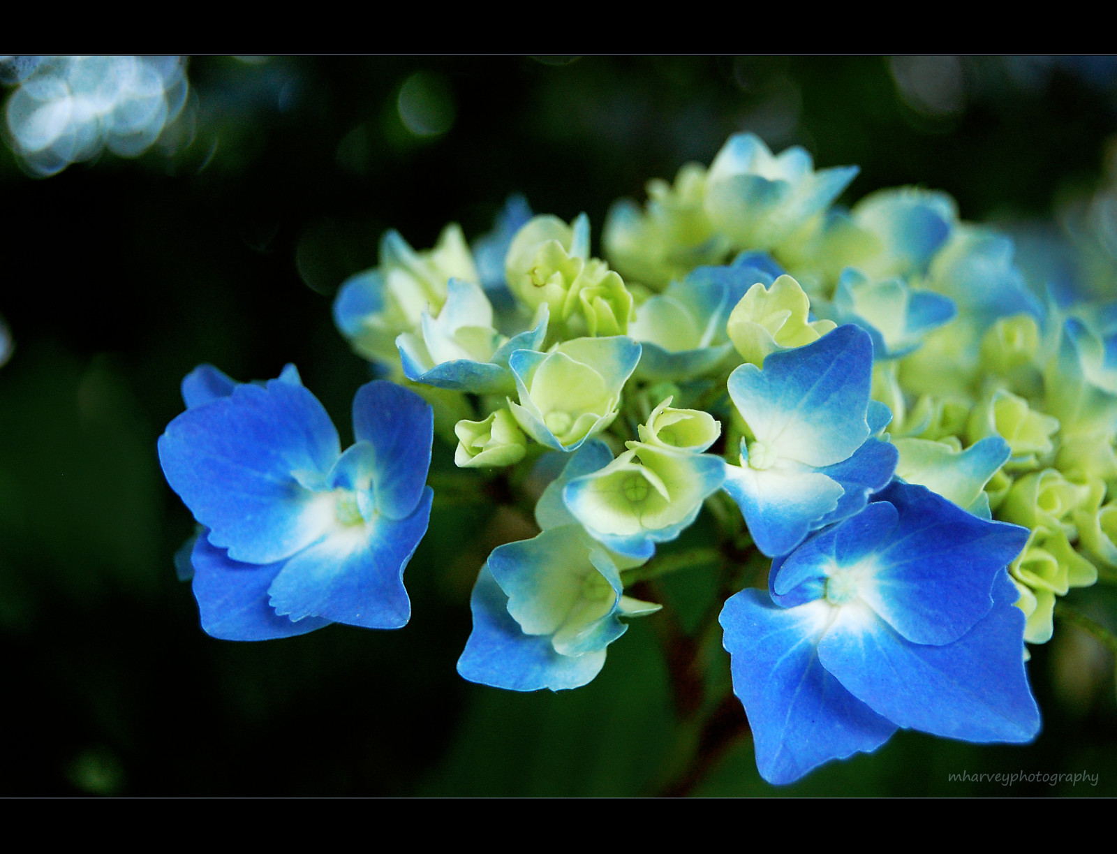Wallpaper : bunga-bunga, biru, alam, merapatkan, fleurs, bokeh, semacam ...