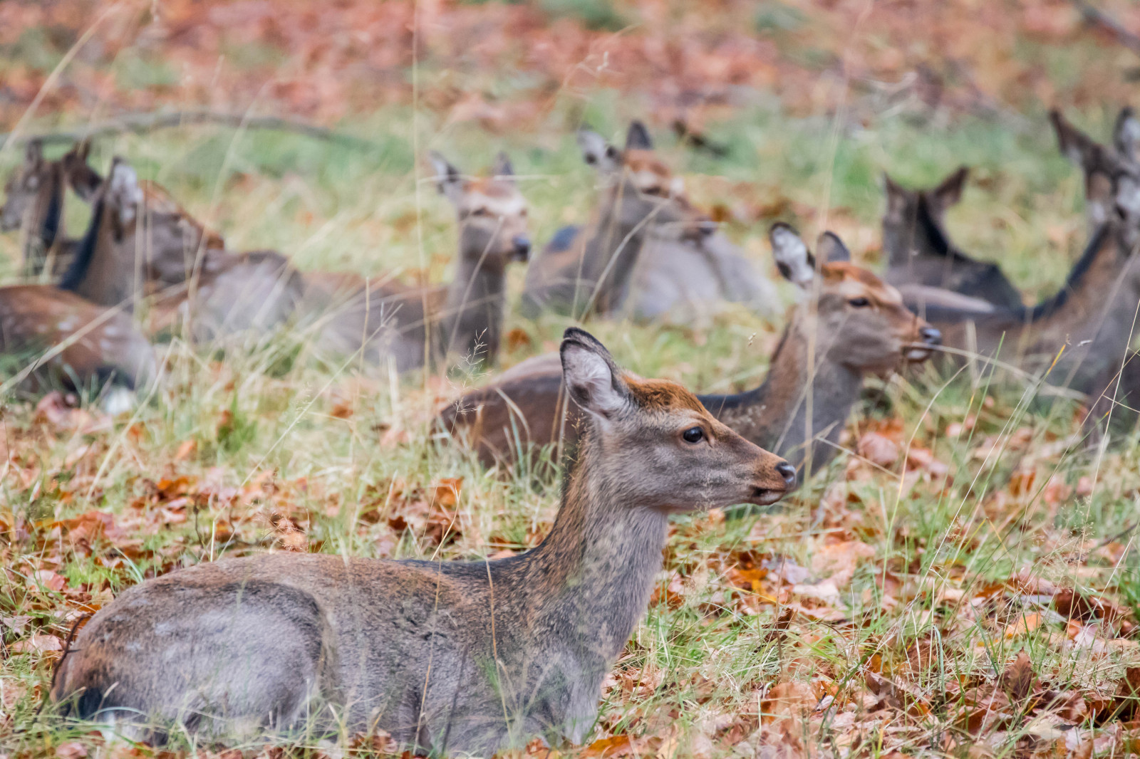 Wallpaper : forest, park, wildlife, Denmark, autumn, woods, danmark ...