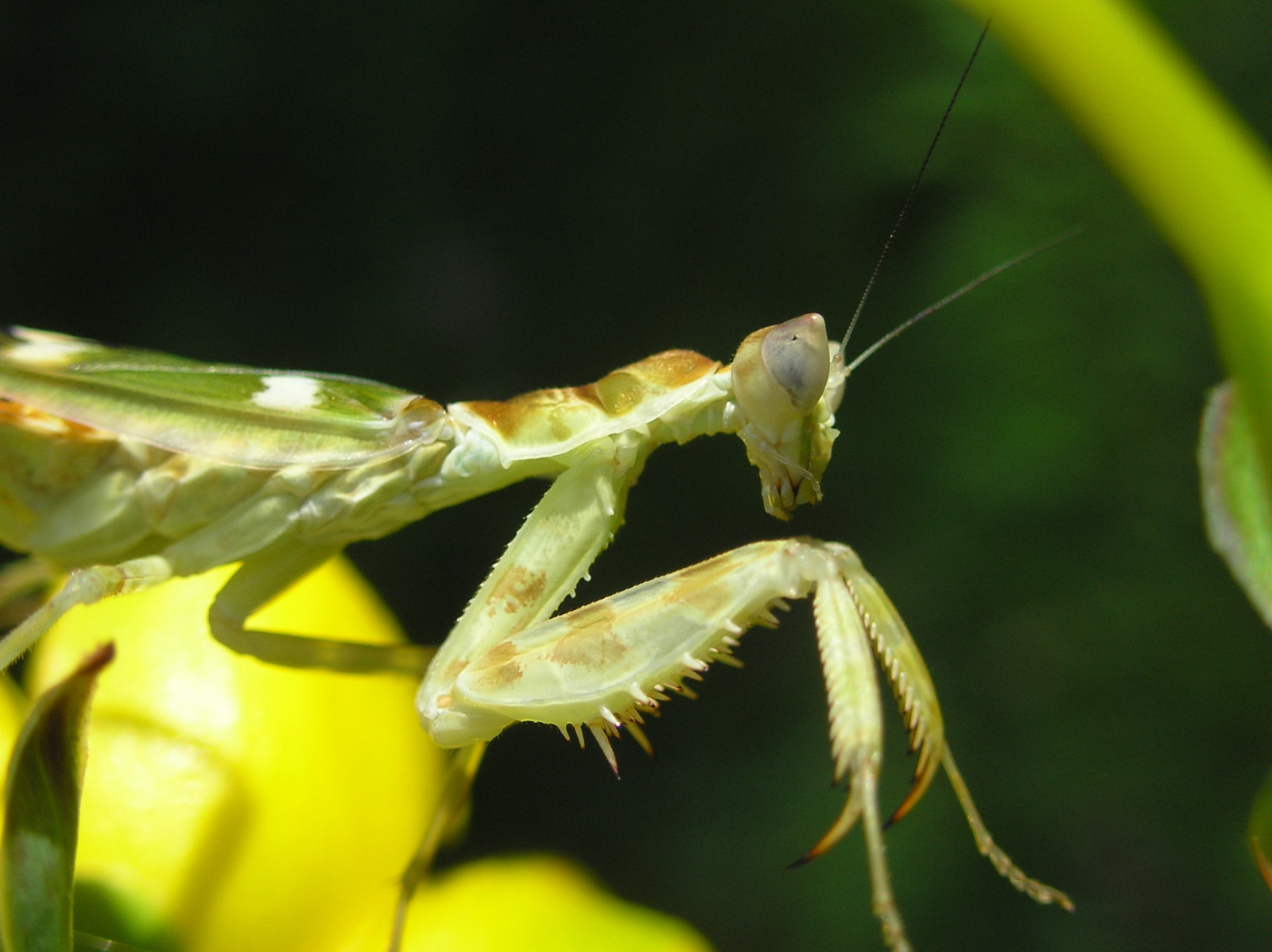 Wallpaper : mantis, insect, legs, grass 2288x1712 - 4kWallpaper ...