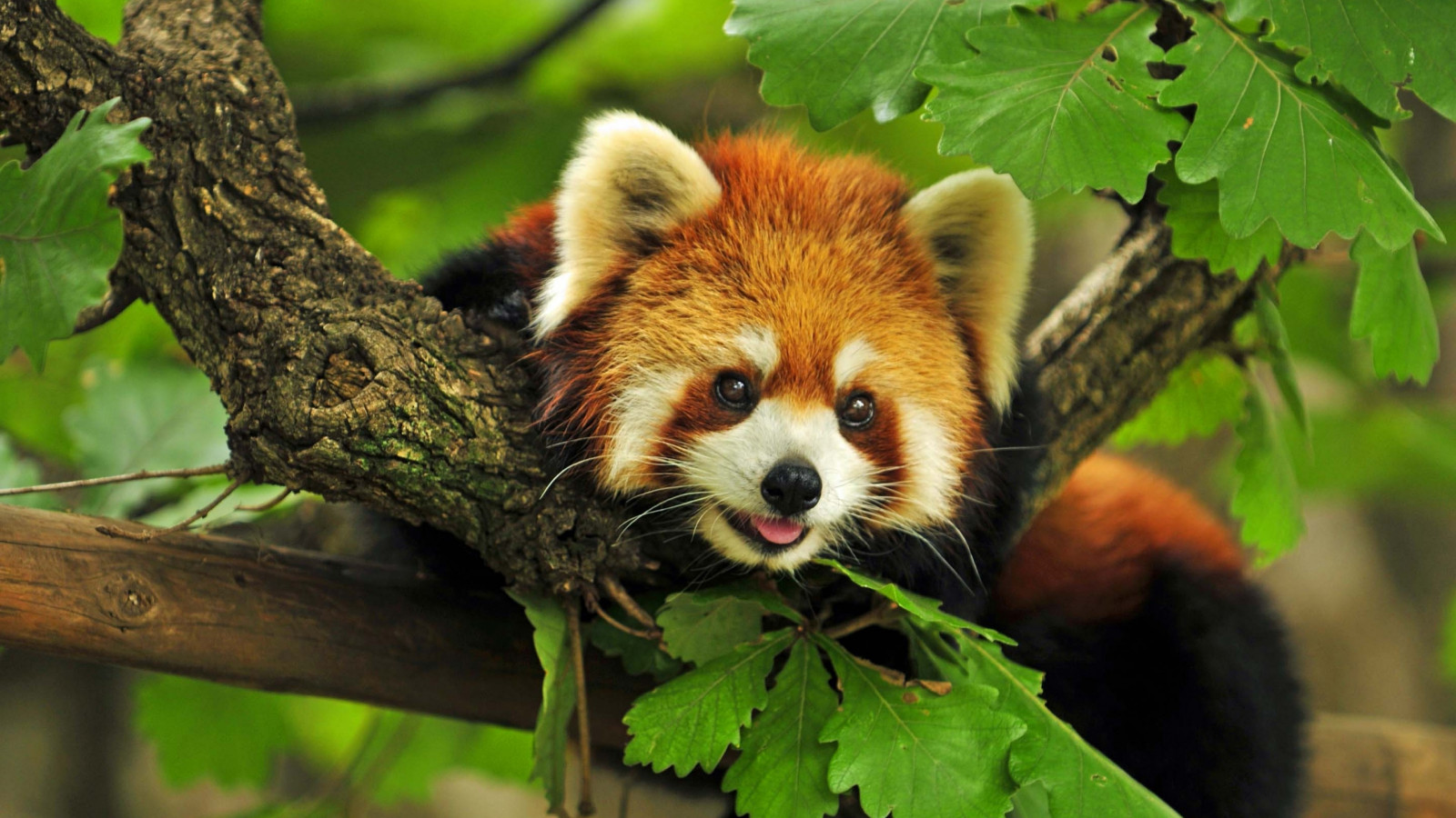 Tierwelt