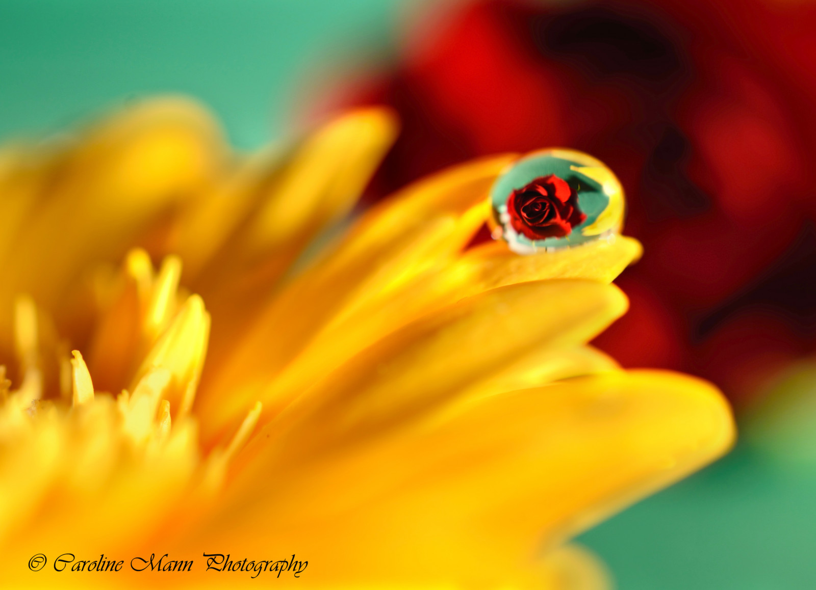 Wallpaper : red, reflection, yellow, rose, pollen, color, leaf, flower ...