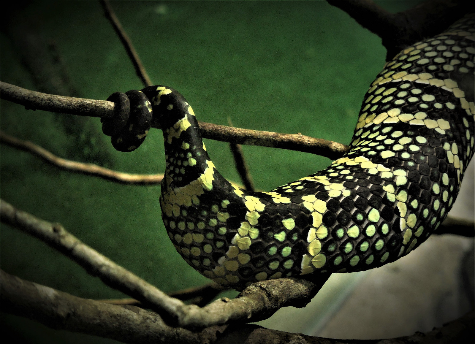 배경 화면 : 동남아시아, 말레이시아, 페낭, 섬, 텔 부바 항, 엔 토피아, 나비 농장, waglerspitviper ...