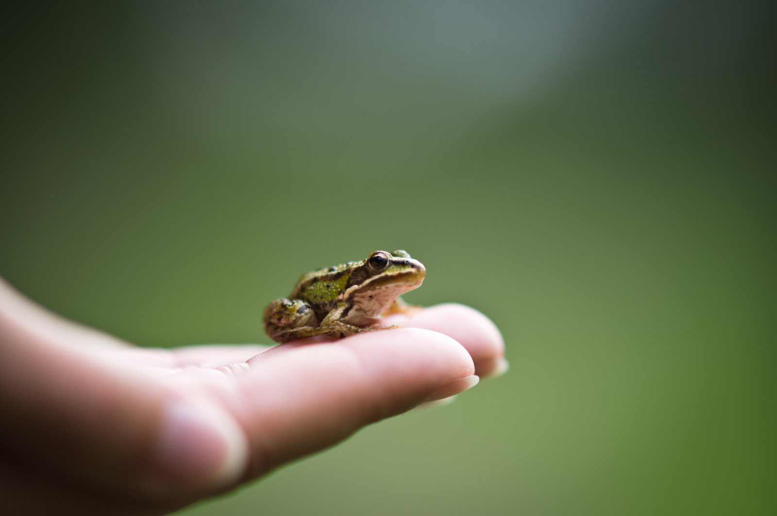 Wallpaper : green, nature, animals, closeup, zeiss, Focus, dof, bokeh ...