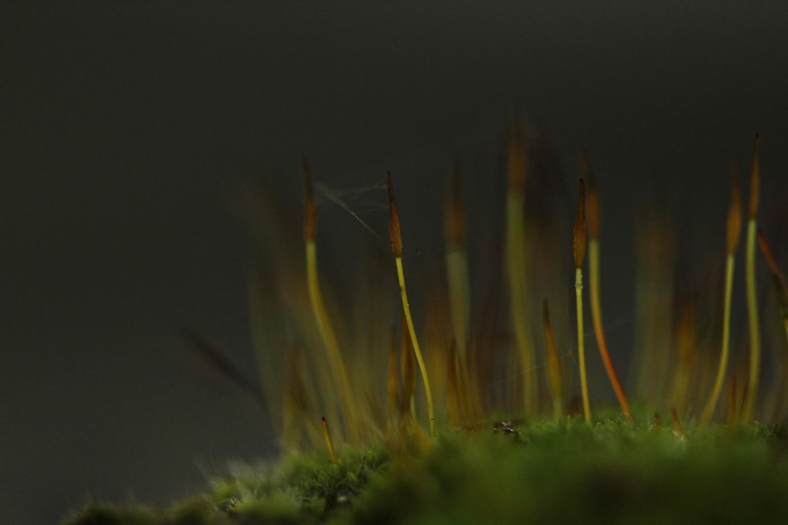 Bakgrundsbilder : himmel, makro, mossa, grön, atmosfär, spindelnät ...