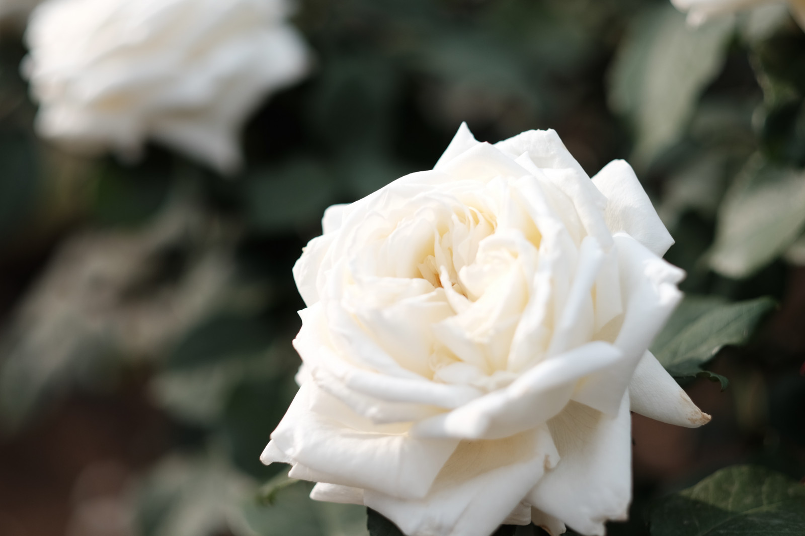 Wallpaper : white, Tokyo, fujifilm, flower, flora, petal, fujinon ...