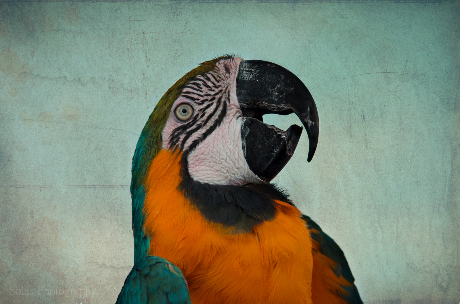 Wallpaper : portrait, bay, parrot, profile, feathers, macro, texture ...