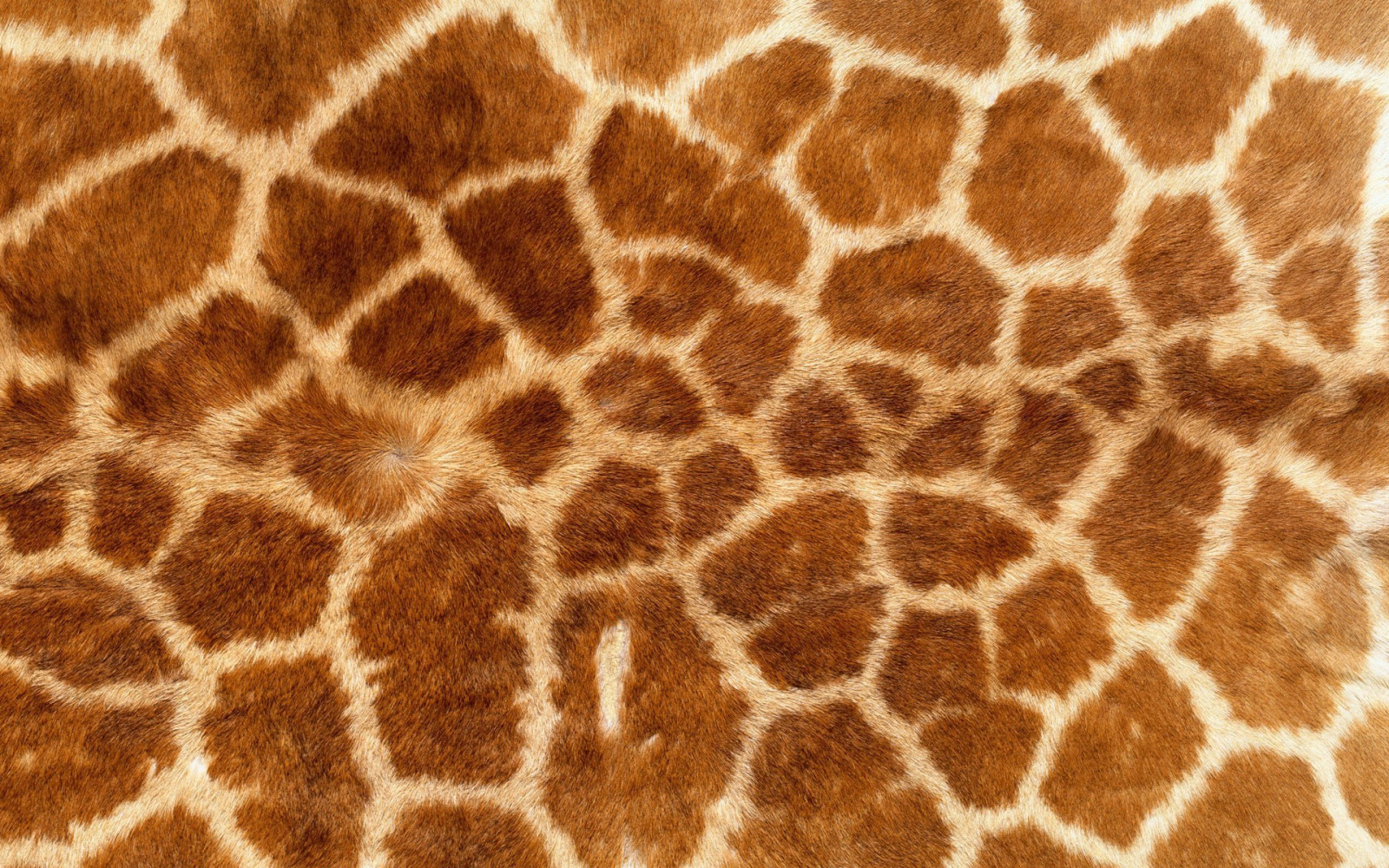 Wallpaper : giraffes, fur, animal print, giraffe, fauna, mammal ...
